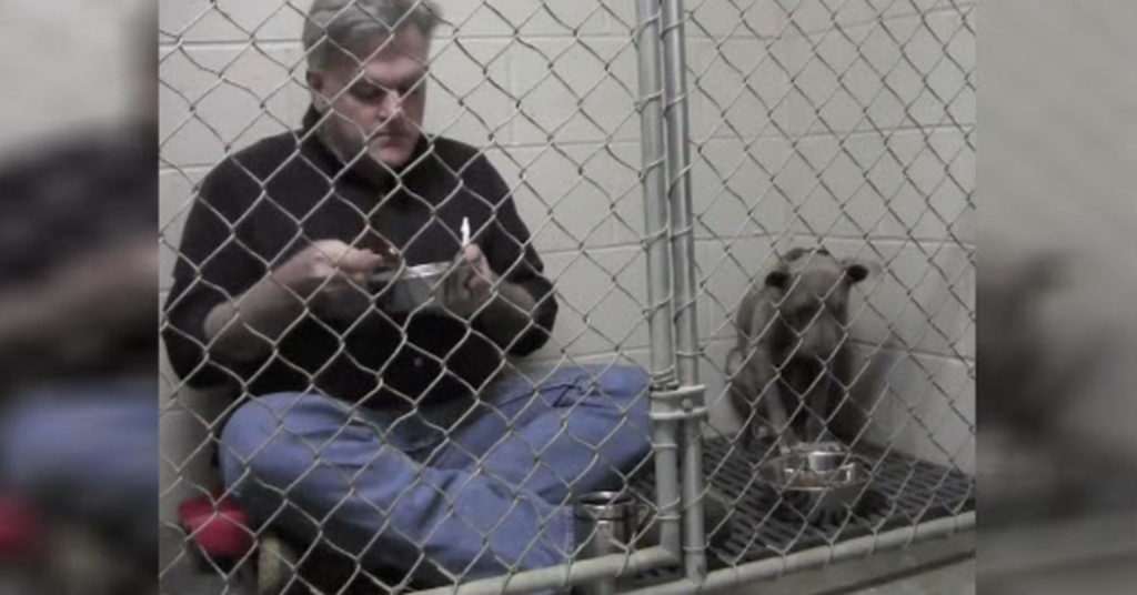 Man Locks Himself In A Cage With An Abused Pit Bull. When He Starts To ...