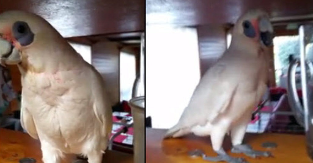 VIDEO: Watch What Happens When An Angry Cockatoo Gets His Hilarious ...